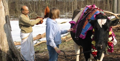 Zoology, Madness, and Me: Emily, the Sacred Cow